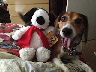 Life With Beagle: Snoopy a beagle? 5 ways to tell